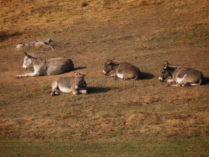 Donkeys Sleeping in Dry Pasture Stock Image - Image of agriculture ...