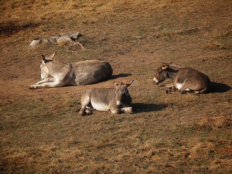 Donkeys Sleeping in Dry Pasture Stock Photo - Image of grass, animal ...