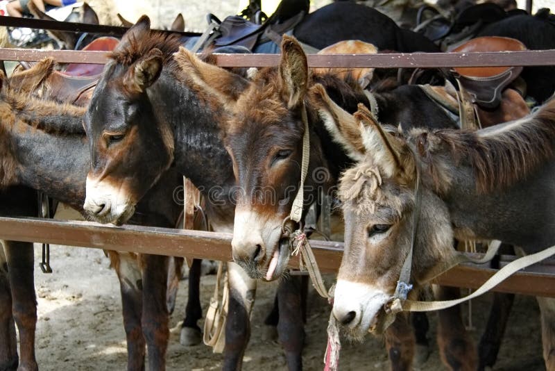 DonkeysDonkeys Standing in a Stall in the Village Stock Photo - Image ...