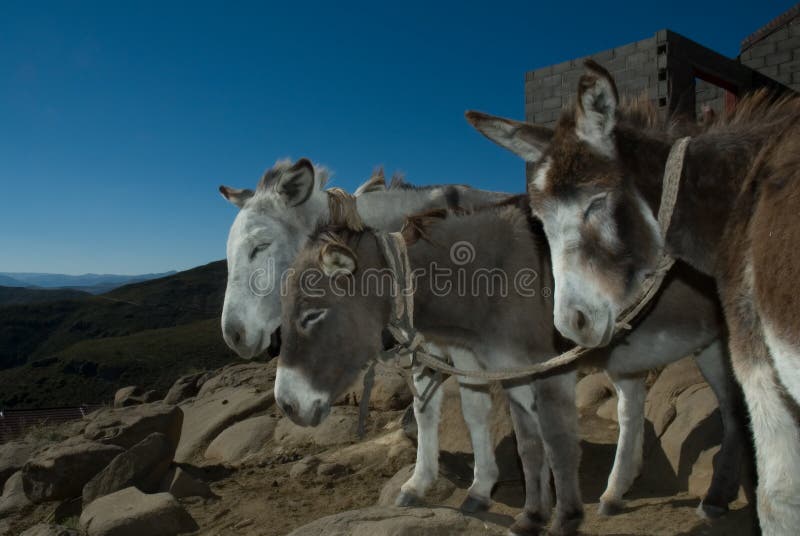 Donkeys Three stock photo. Image of rural, engineering - 2534542