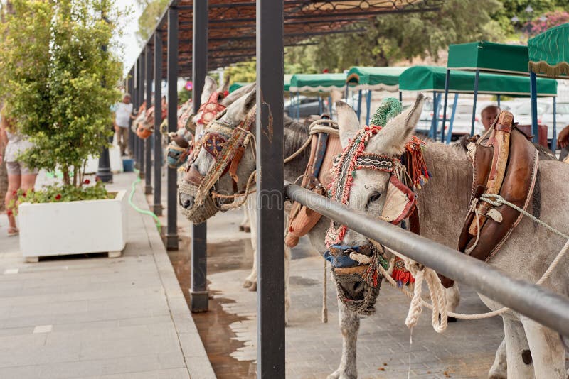 Donkeys for a walk stock image. Image of caldera, tourism - 154714897
