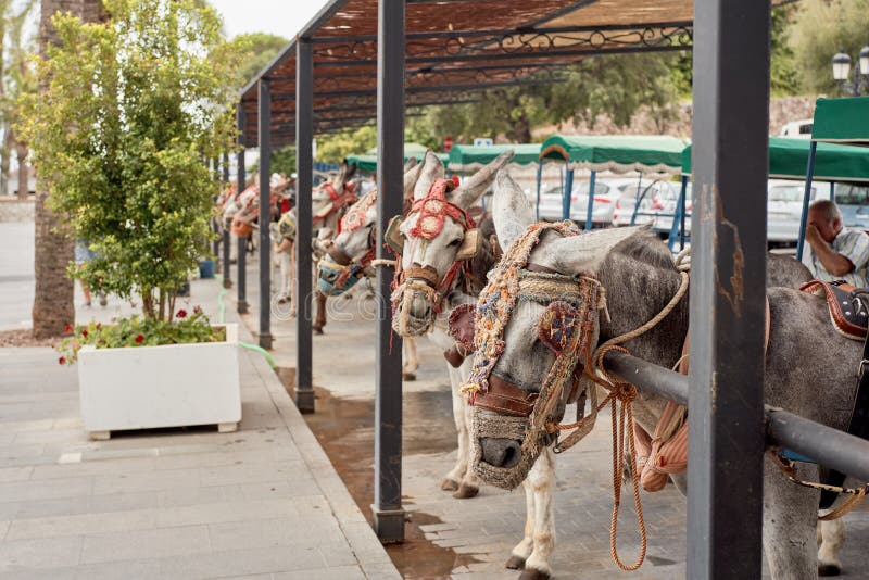 Donkeys for a walk stock photo. Image of exploring, experience - 154716522
