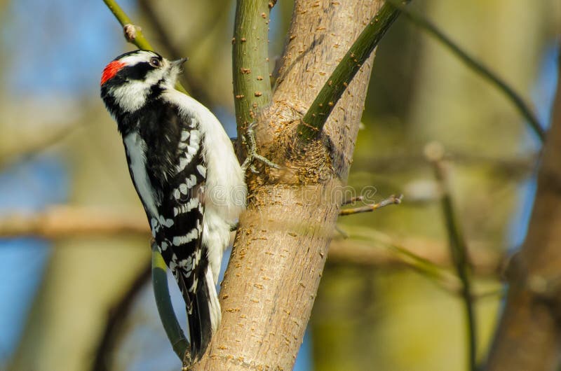 De Spechten Van De Eikel (formicivorus Melanerpes) Stock Afbeelding ...