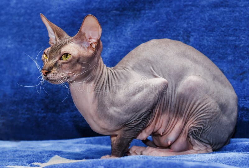 Donskoy Sphynx. stock image. Image of blue, eyes, closeup - 31174131