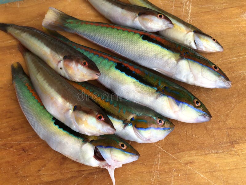 Donzella Fish from Mediterranean See Stock Image - Image of food ...