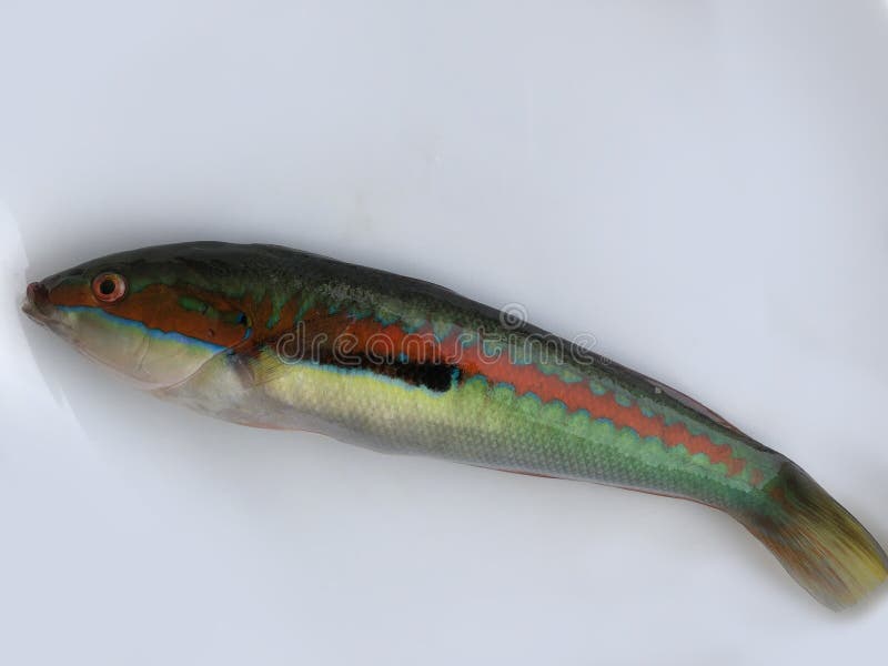 Donzella Fish from Mediterranean See Stock Image - Image of donzella ...