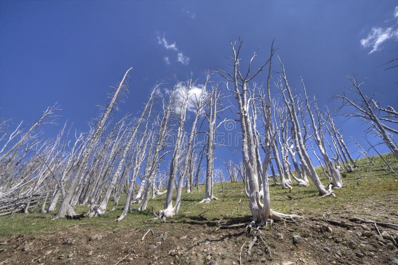 Dood bos stock afbeelding. Image of nave, ecologie, dood - 7645585