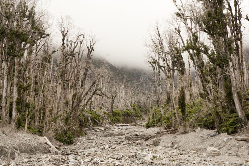 Dood bos in Europa stock afbeelding. Image of heet, genaturaliseerd ...