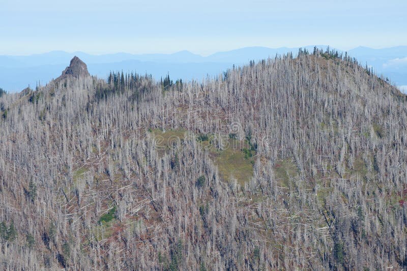 Het Dode Bos Van Onderstel Papandayan is De Populairste Plaats Voor ...