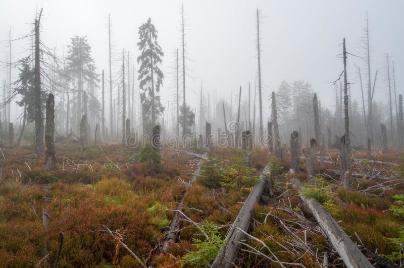 Dood bos in Europa stock afbeelding. Image of heet, genaturaliseerd ...