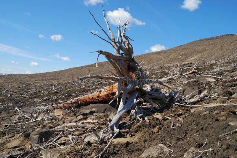 Dood bos stock afbeelding. Image of nave, ecologie, dood - 7645585