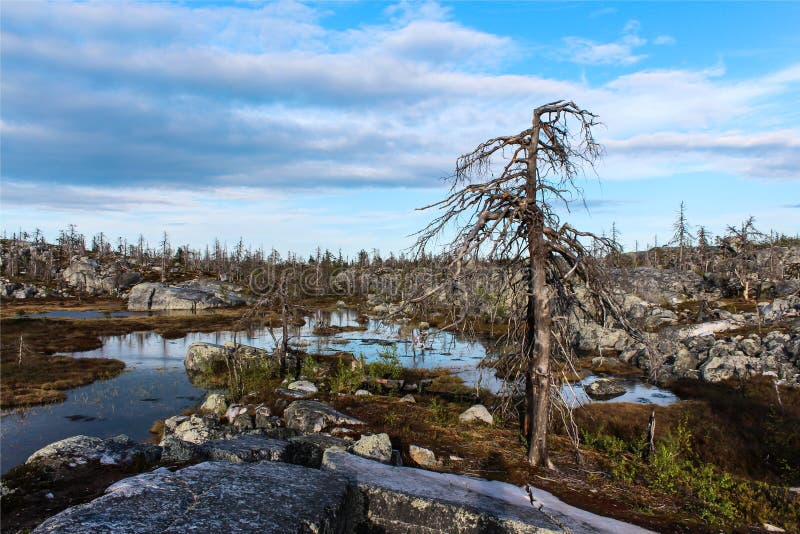 Oud Bos Dat Beschadigd is Door De Vogelkalamiteit in Een Gebied Waar De ...