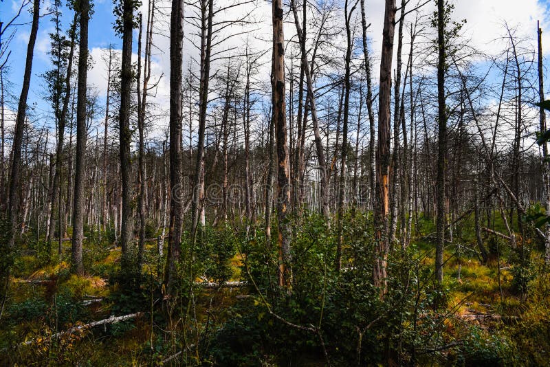 Dood bos in Europa stock afbeelding. Image of heet, genaturaliseerd ...