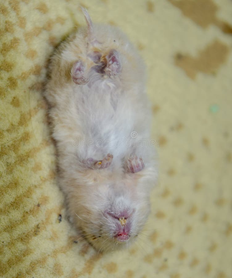 Een Dode Mus Die Op Muls Op Een Gazon Liggen Stock Afbeelding ...