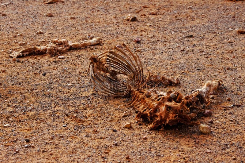 Dood dier in droogte stock foto. Image of werkelijkheid - 58417010