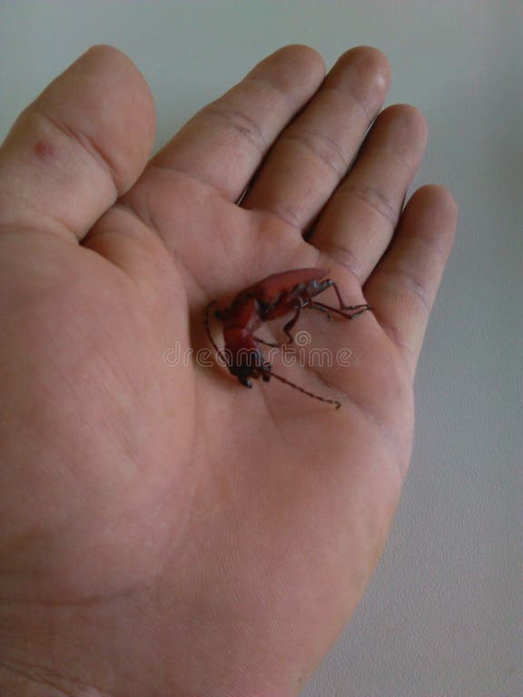 Dood insect stock foto. Image of insect, vingers, dood - 117274694