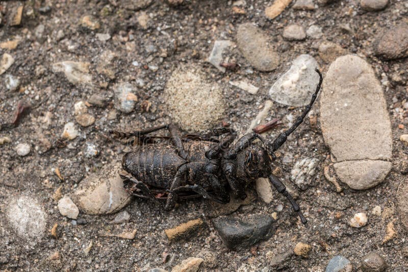 Dode steenachtige koralen stock foto. Image of bleken - 14333288