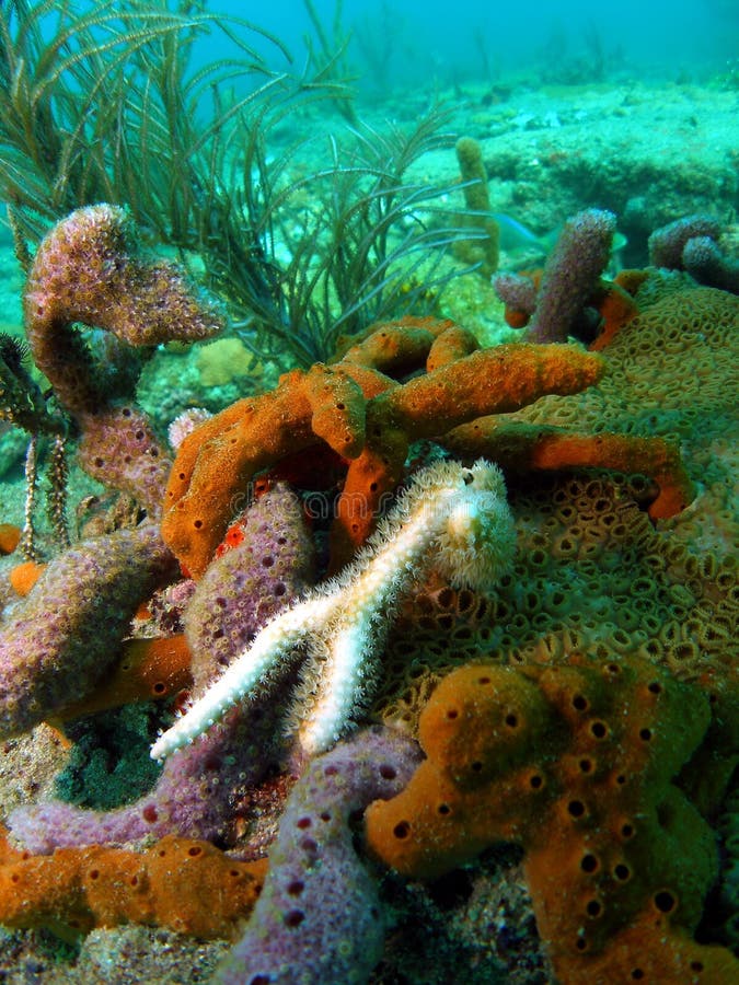 Dode Coral Reef Op Het Strand Stock Foto - Image of zand, koraal: 85601792