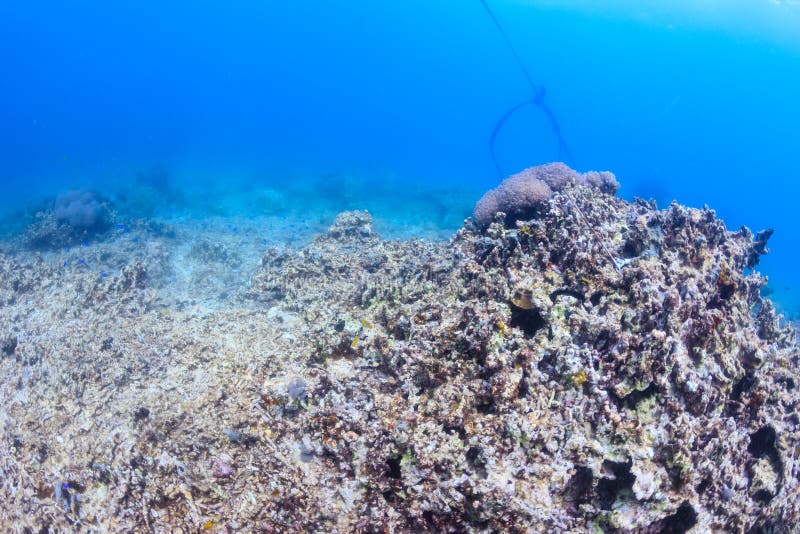 Dood koraal stock afbeelding. Image of gebleekt, blauw - 42297223