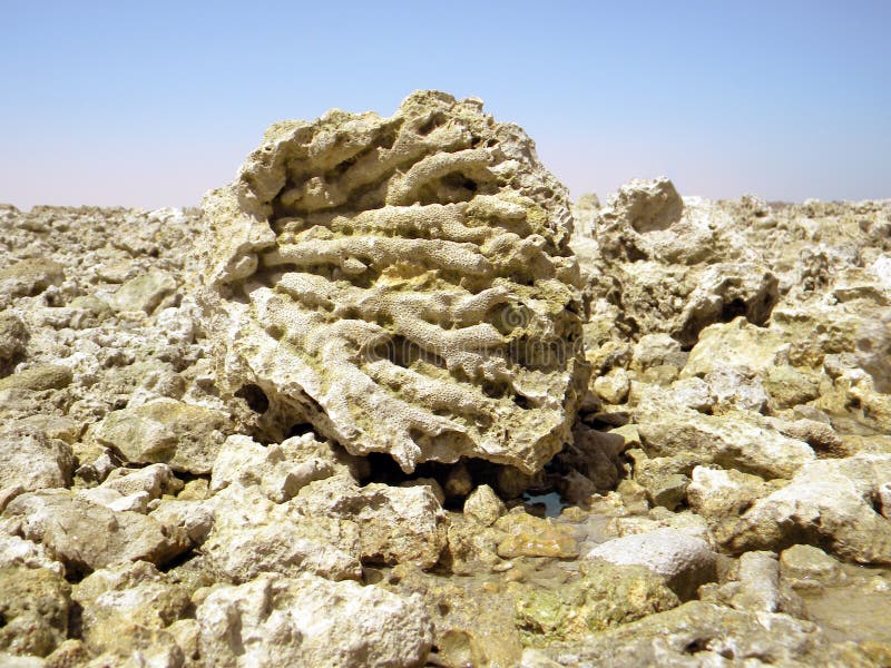 Dood Koraal Op Het Strand En Rots In Overzees Stock Afbeelding ...