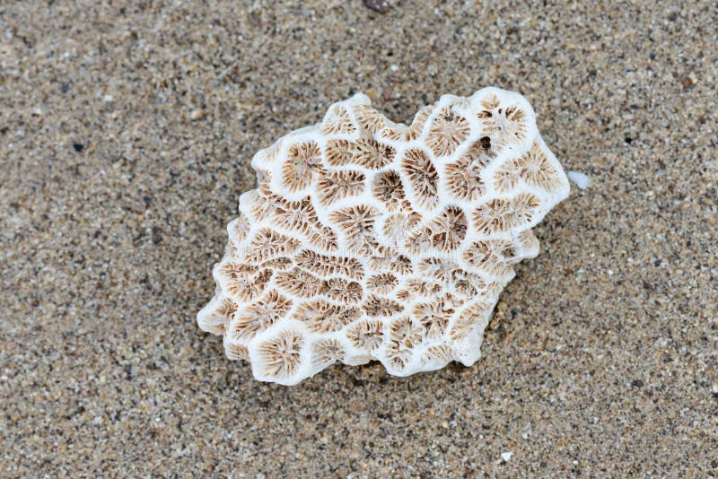 Dood koraal op zandstrand stock afbeelding. Image of nave - 58254063