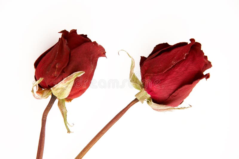 Dode rozen stock foto. Image of bloem, isolatie, geïsoleerd - 7735168