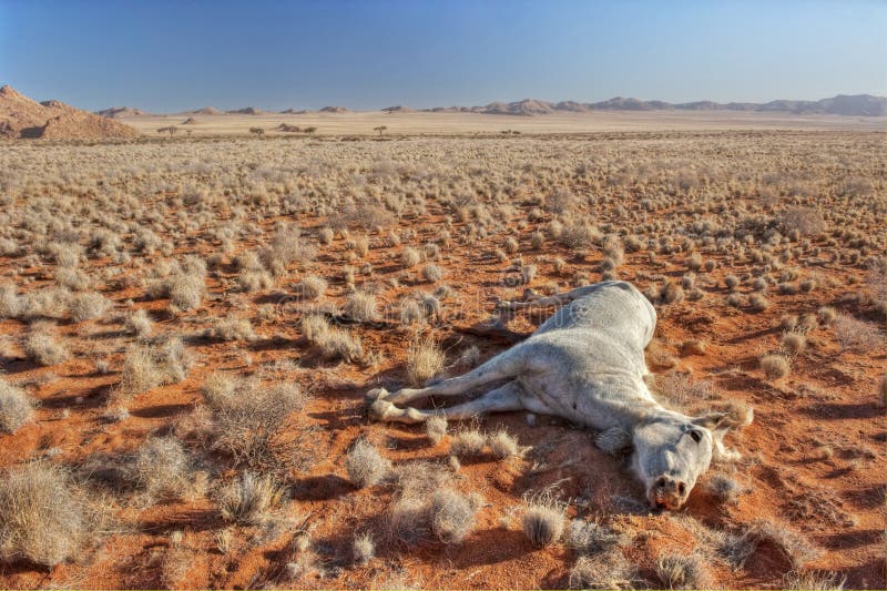 Dood Paard in Woestijnlandschap Stock Foto - Image of bruin, dier: 15885814
