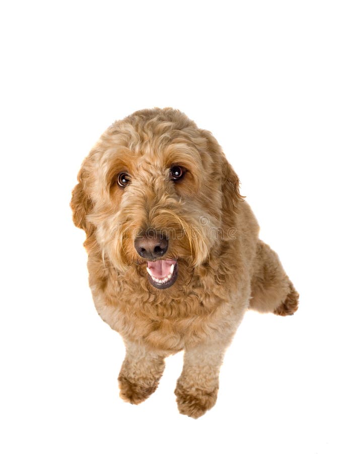 Perro de oro del Doodle foto de archivo. Imagen de sonriente - 10076852