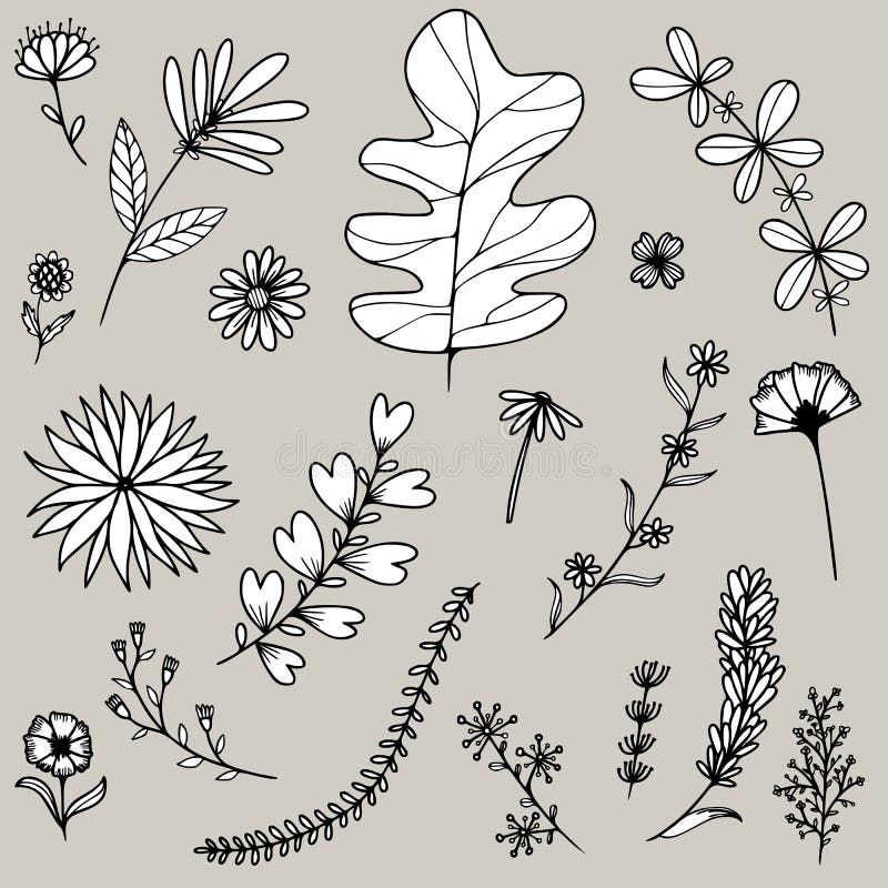 Doodle Flower and Leaves Vector Design Elements Collection Set Stock ...