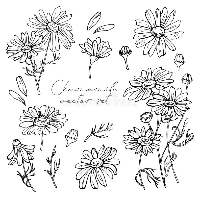 Doodle Hand-drawn Chamomile Set Stock Vector - Illustration of floral ...