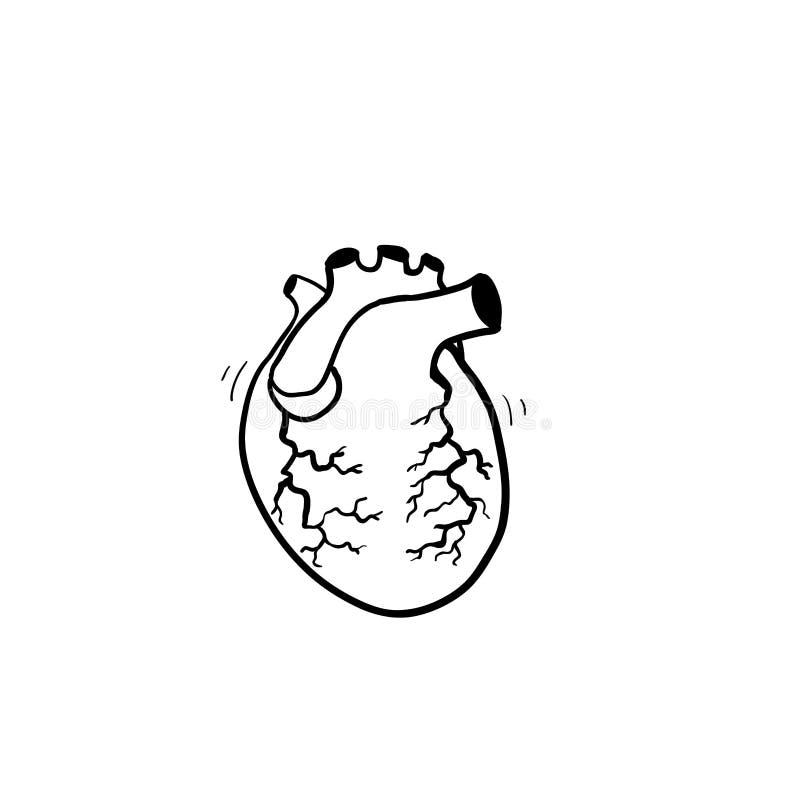 Doodle Human Heart. Anatomically Correct Heart with Venous System Stock ...