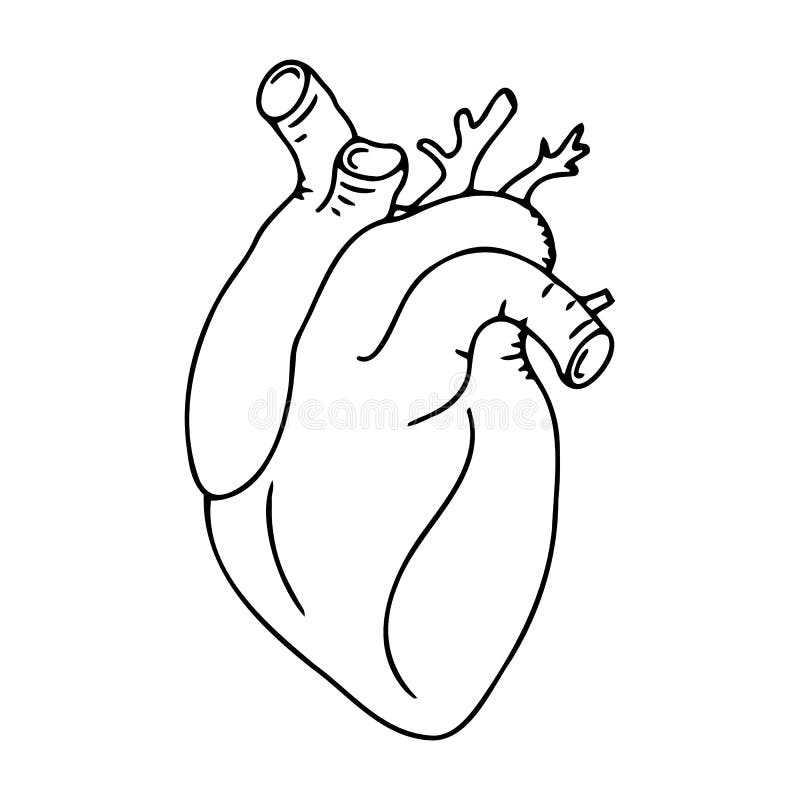 Doodle Human Heart Icon, Simple Anatomical Model Stock Vector ...