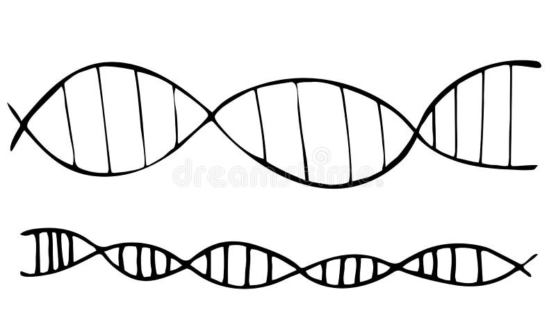 Doodle Image of a DNA Chain. Vector Illustration Isolated on White ...