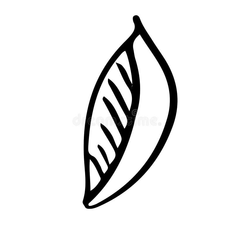 Doodle Leaf on Isolated White Background. Forest Leaves Stock ...