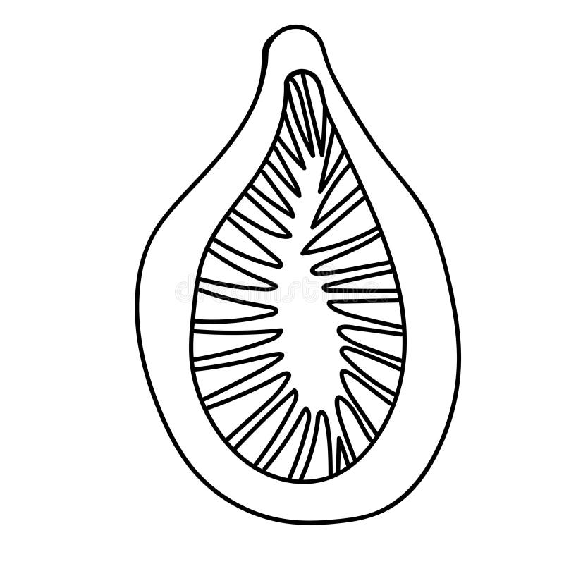 Doodle Line Fruit Slice Drawing. Vector Illustration Stock Vector ...