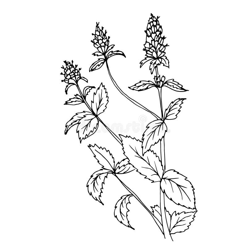 Doodle Mint Herbs-drawn Outline Stock Vector - Illustration of ...