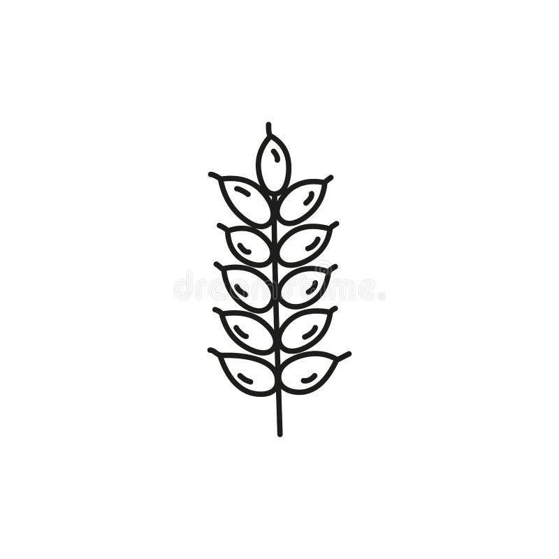 Doodle outline wheat icon. stock vector. Illustration of stem - 242236077