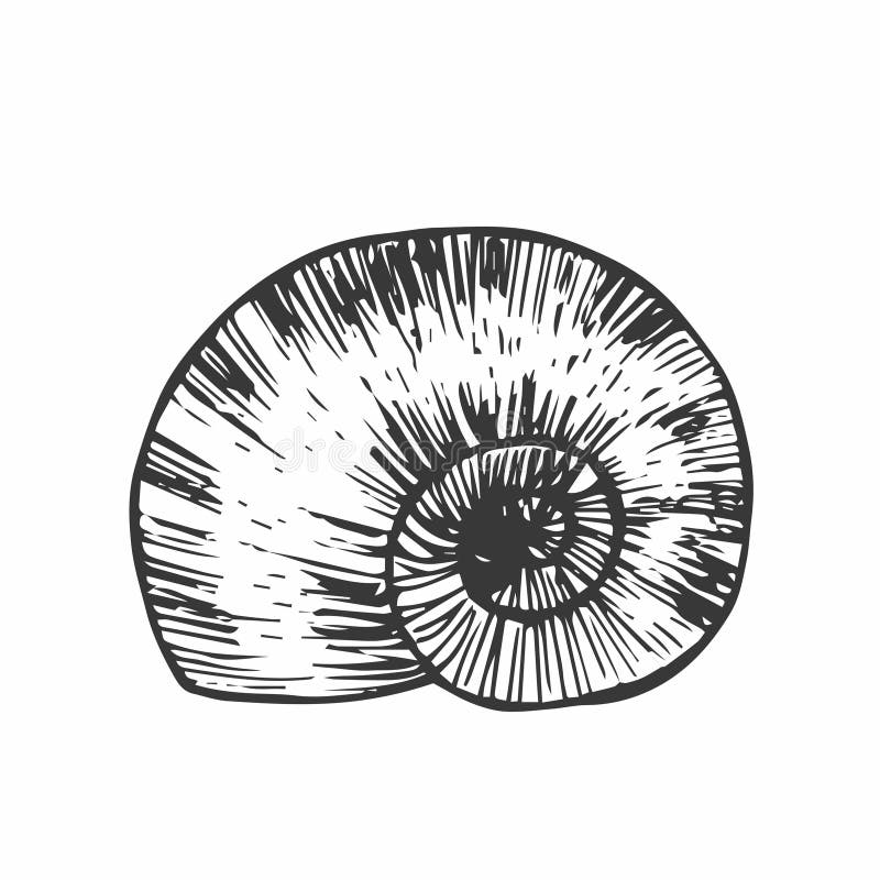 Doodle Snail Shell Line Icon Vector Isolated Stock Vector ...