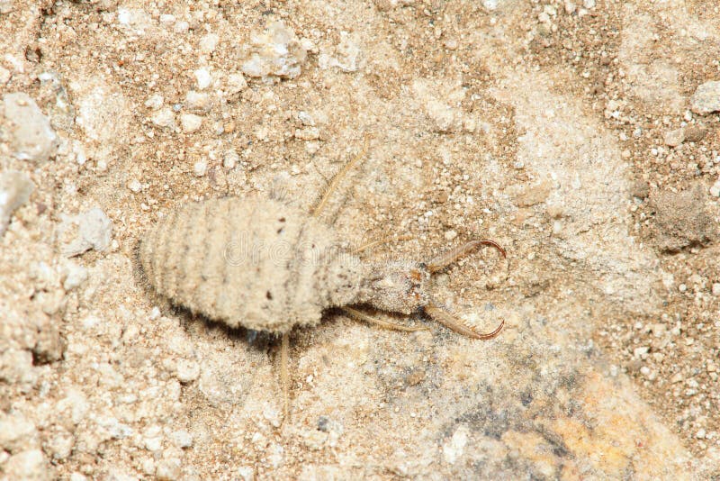 Three-eyed Lizard stock image. Image of foot, nature, head - 5676031