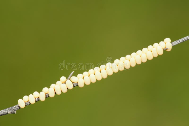 Insect eggs stock photo. Image of yellow, reproduction - 19661164