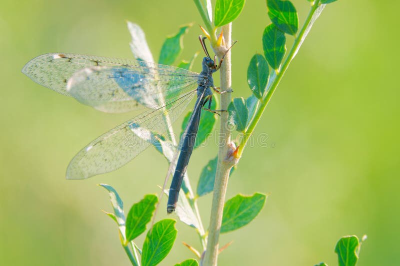 Doodlebug imago stock photo. Image of insect, animals - 280571874
