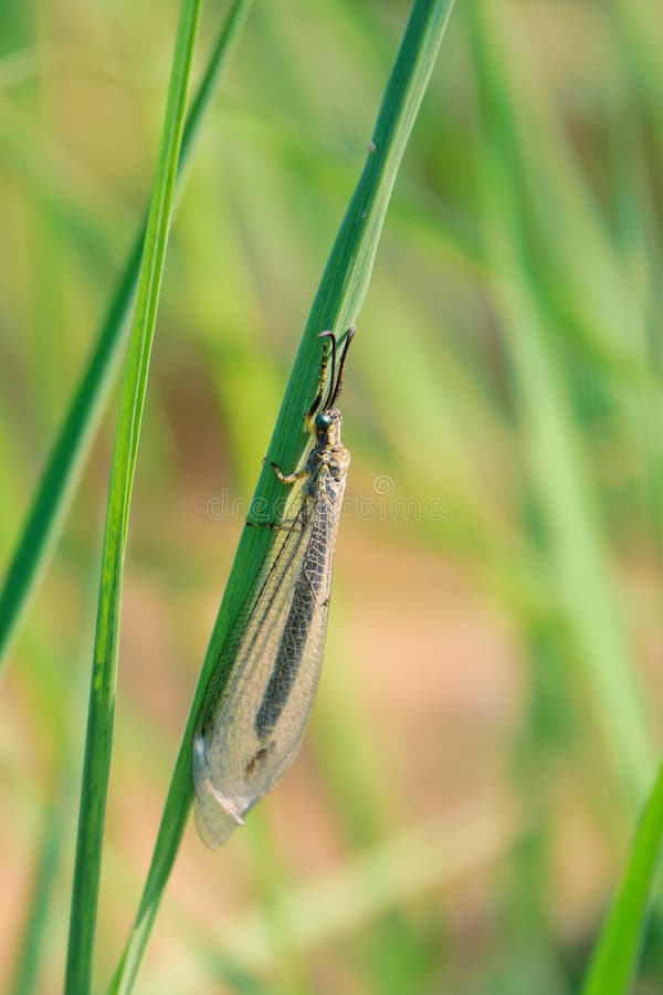 Doodlebug imago stock photo. Image of grass, adult, antlion - 190333220