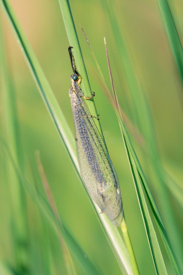 Doodlebug imago stock image. Image of wild, life, nature - 190334559