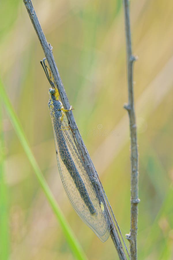 Doodlebug imago stock image. Image of myrmeleonmicans - 271864247