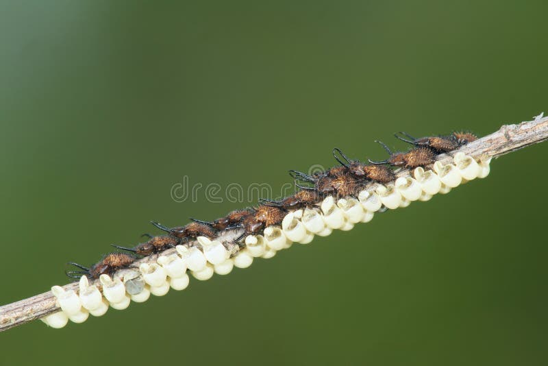 Insect eggs stock photo. Image of leaf, reproduction - 24768774