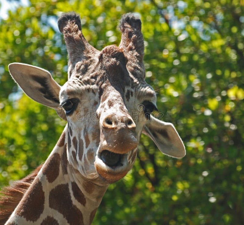 Doof Giraffe stockfoto. Bild von nave, ohren, dumm, stumm - 10783750