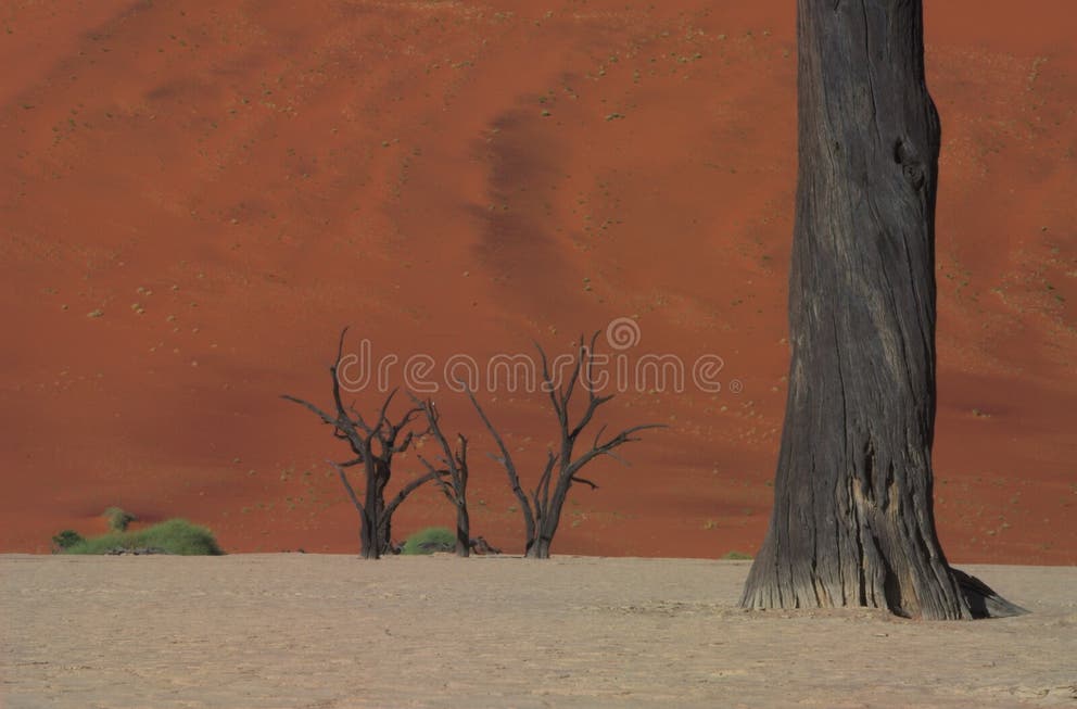 Dooie vlei, Namibia #2 stock photo. Image of safari, sossusvlei - 1573644
