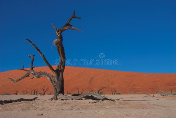 Dooie vlei, Namibia #3 stock photo. Image of park, wood - 1573612