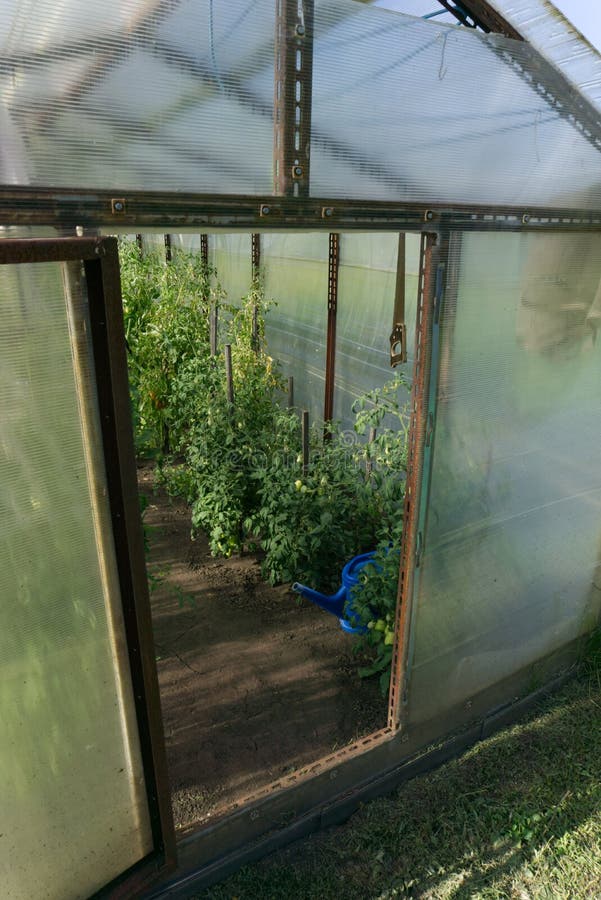 The Door To the Greenhouse at the Dacha in Summer Stock Photo - Image ...