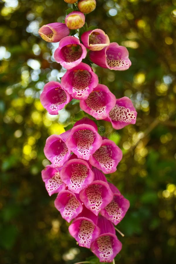 Doorbells. Flor colombiana imagem de stock. Imagem de decorativo - 13872307